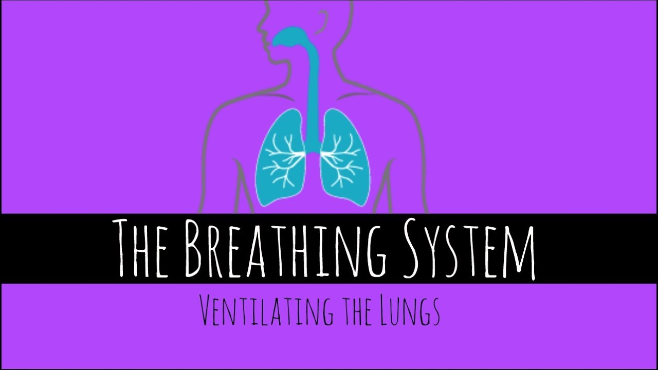 The Breathing System - Ventilating The Lungs - GCSE Biology - YouTube
