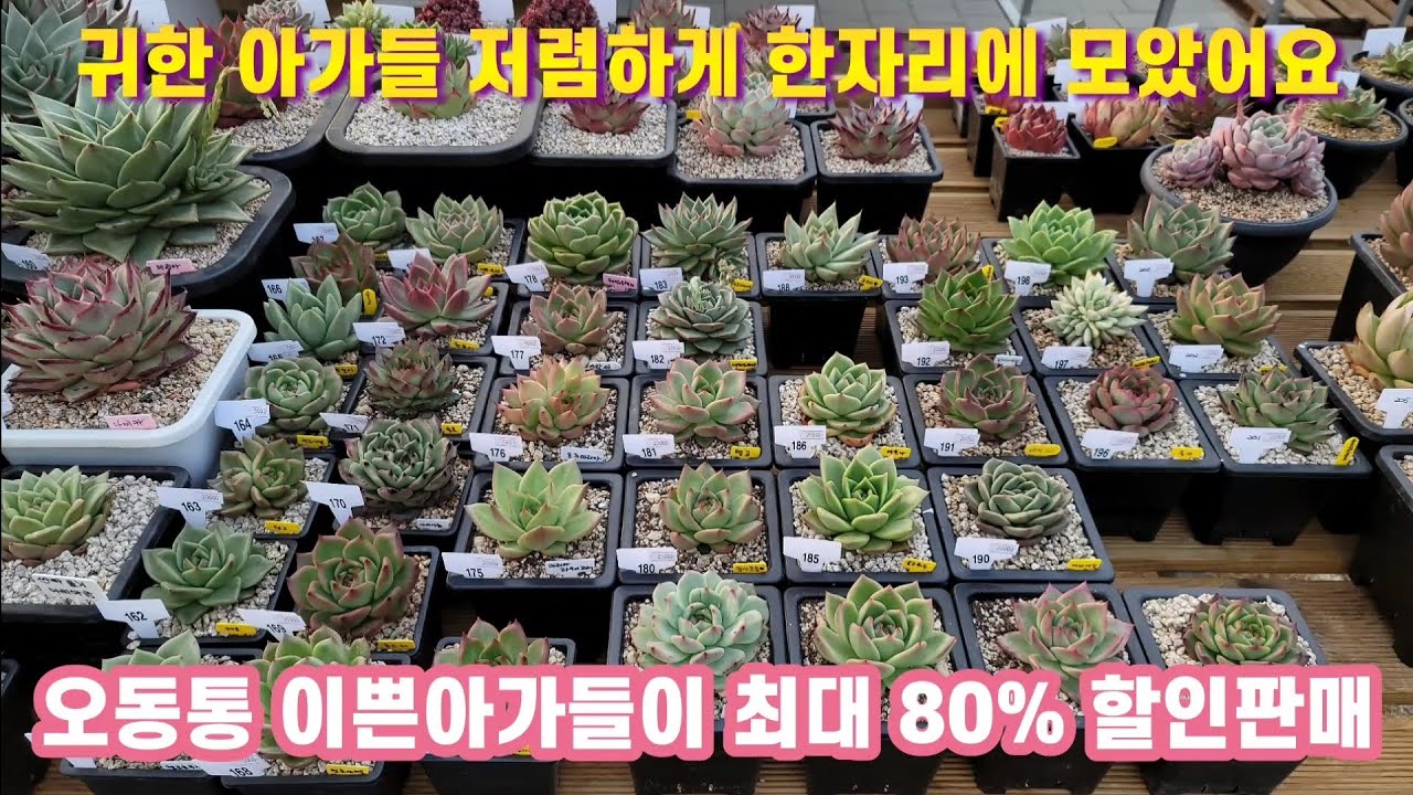 πνλ§€μλ£πμΌλ€μ‘ μ€λν΅ μ΄μμκ°λ€ νμ리μ μ΅λ 80ν μΈνλ§€ λͺΈκ°νλ κ·ν μκ°λ€λ μ λ ΄νκ² νλ§€ μ μ£Όλ¬Έ μΆκ° 10 ν μΈ μλλ₯΄μΈμ μ°½ 묡λ₯μ΄ ν¬κ·μ’
μ λ³μ’