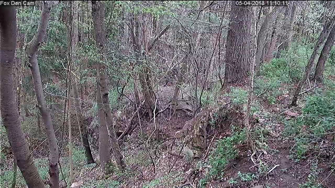 Red Fox Den Camera - YouTube