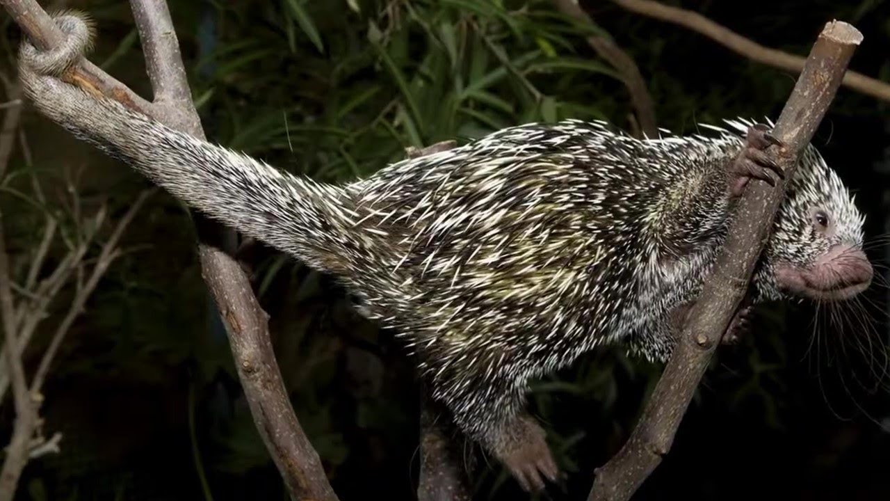 ANIMALS WITH TAILS THAT CAN HOLD/GRASP THINGS (PREHENSILE TAILS) - YouTube