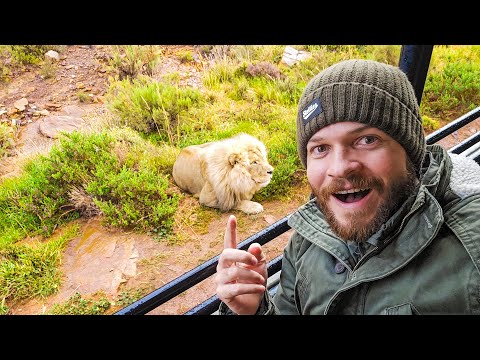 This Big 5 Safari Is Only 2 Hours From Cape Town, South Africa!
