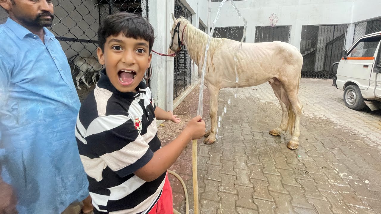 Mini zoo or sare animals ke safai day - YouTube