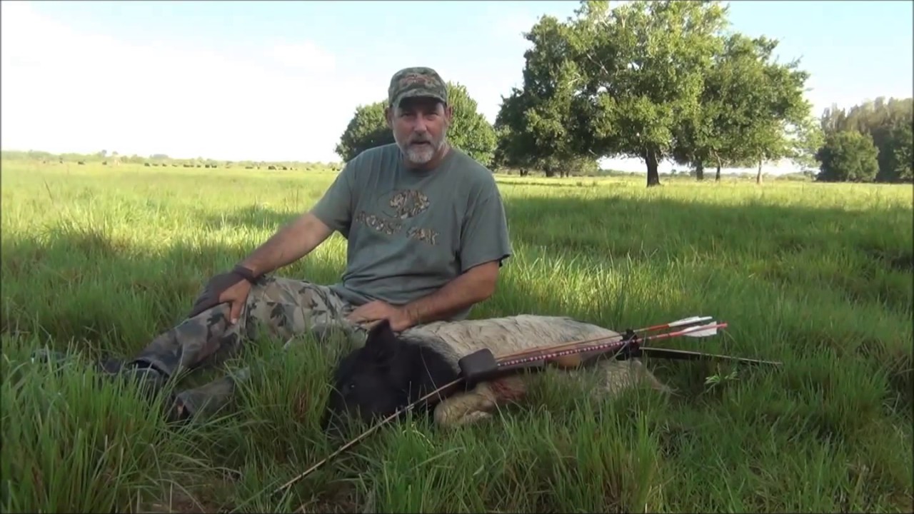 Traditional Longbow Wild Pig Harvest - YouTube