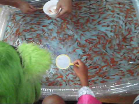 Gold Fish Scooping - YouTube