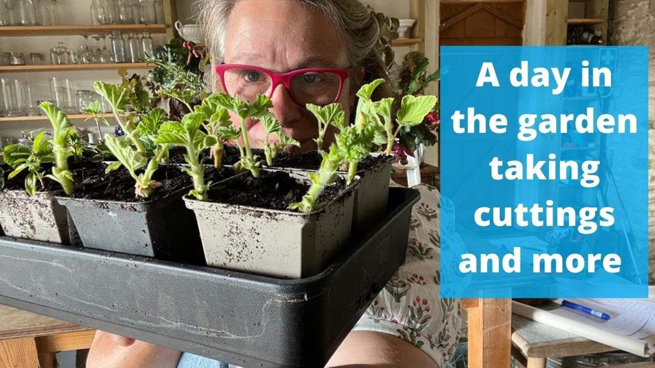 A day on the flower farm taking cuttings and sowing seeds - YouTube