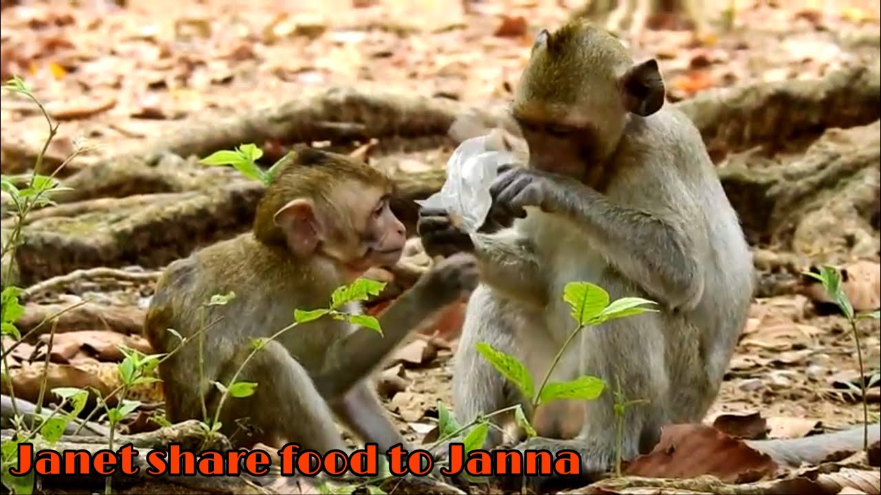 Surprise || Jealousy monkey Janet share some food to Janna, I never ...