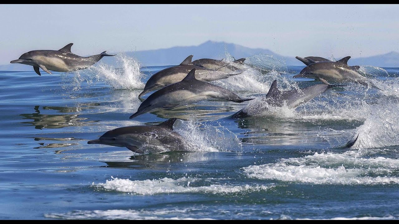 Explore magnificent marine life with Bay Explorer Dolphin and Wildlife ...