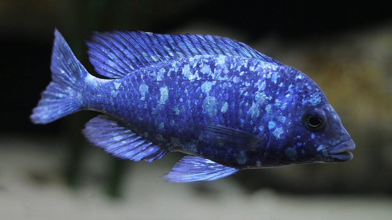 Placidochromis sp. "phenochilus tanzania" Lupingu - YouTube