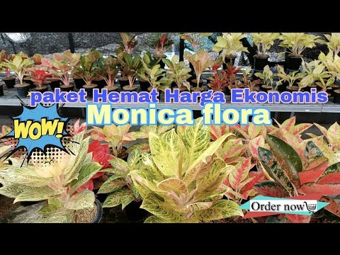 Harga Khusus special promo di Monica flora,eps.1.855 - YouTube