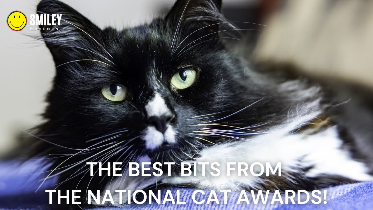 Watch The Best Moments from the National Cat Awards 2024 - YouTube