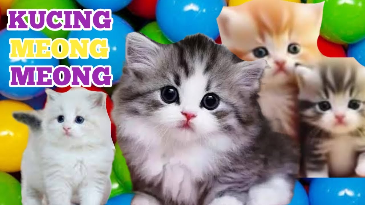 anak kucing imut berkelahi💦💧kucing come💦💧l#kucingimut #kucingcomel #cat ...