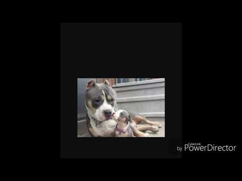 Pitbull klip--PITBULL AŞKTIR---