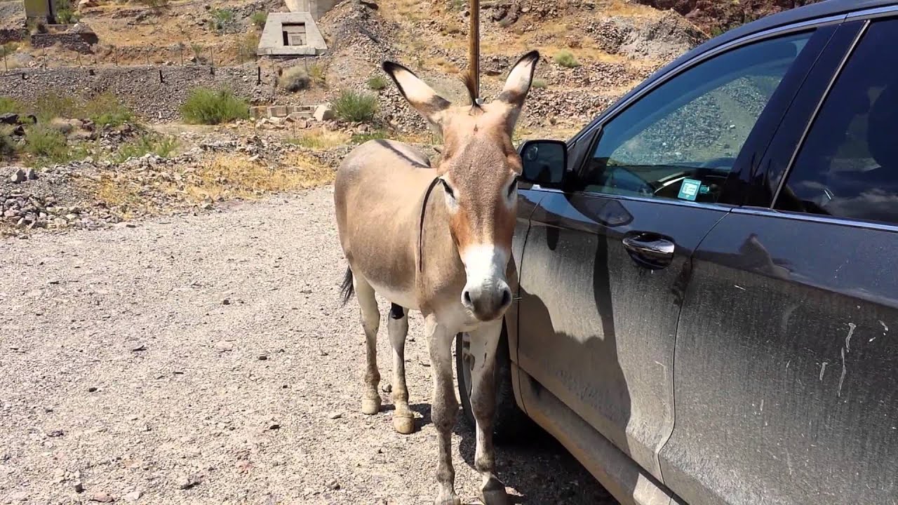 Wild and friendly Donkey visiting us on US Route 66 in Arizona - YouTube