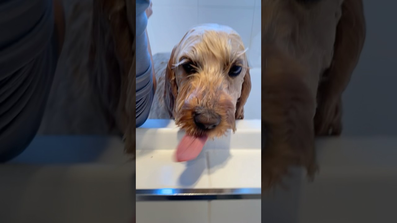 Dog listens to KSI - YouTube