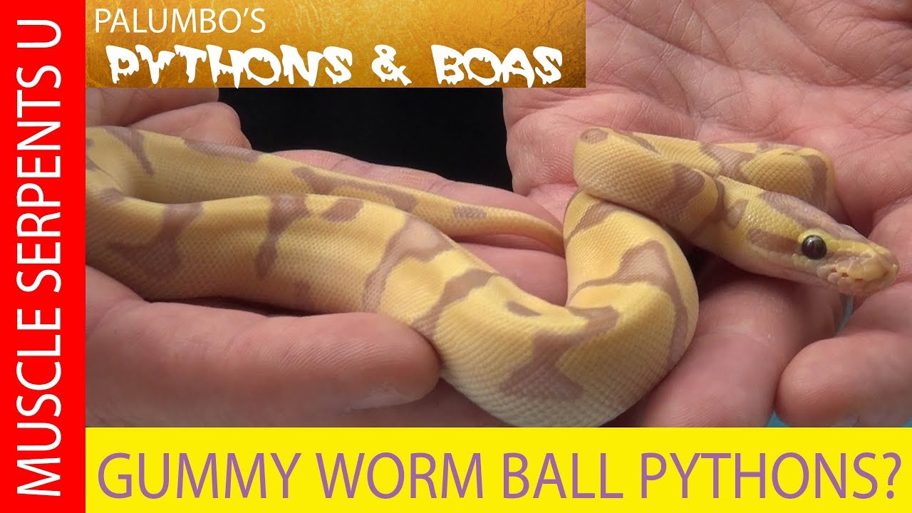 Gummy Worm Ball Python Clutch at Palumbo's Pythons & Boas - YouTube