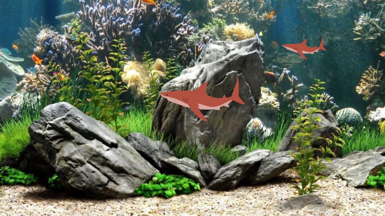 Creating Dynamic Fish Movement in After Effects - YouTube