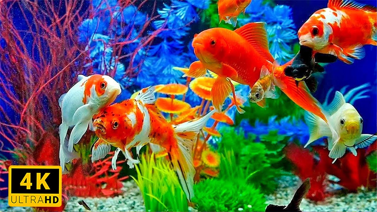 Ocean 4K - Sea Animals for Relaxation, Beautiful Coral Reef Fish in ...