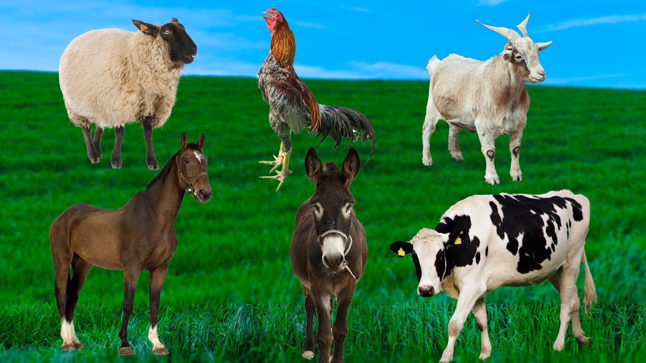 "Relax and Smile: Heartwarming Animal Moments with Calming Sounds ...