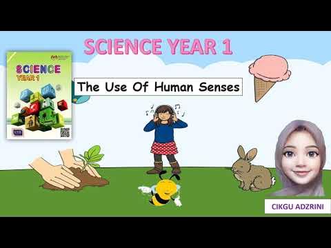 The Use Of Human Senses Science Year 1 - YouTube
