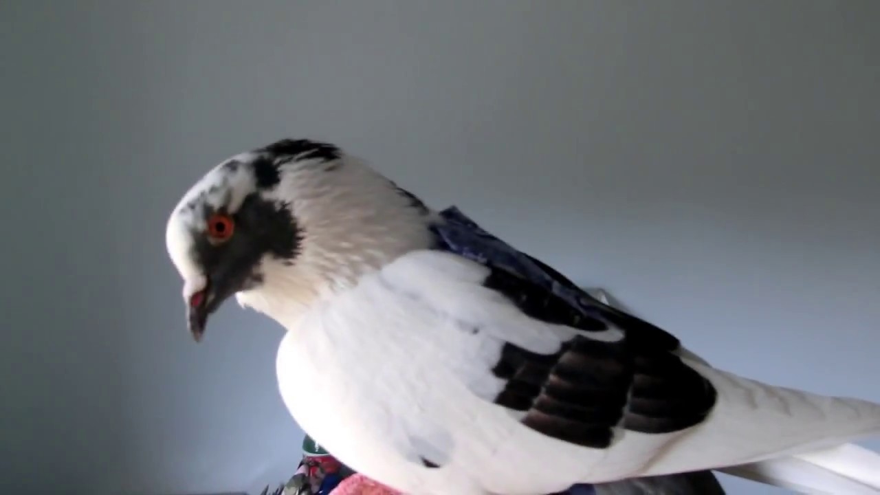 Latte the pigeon bowing - YouTube