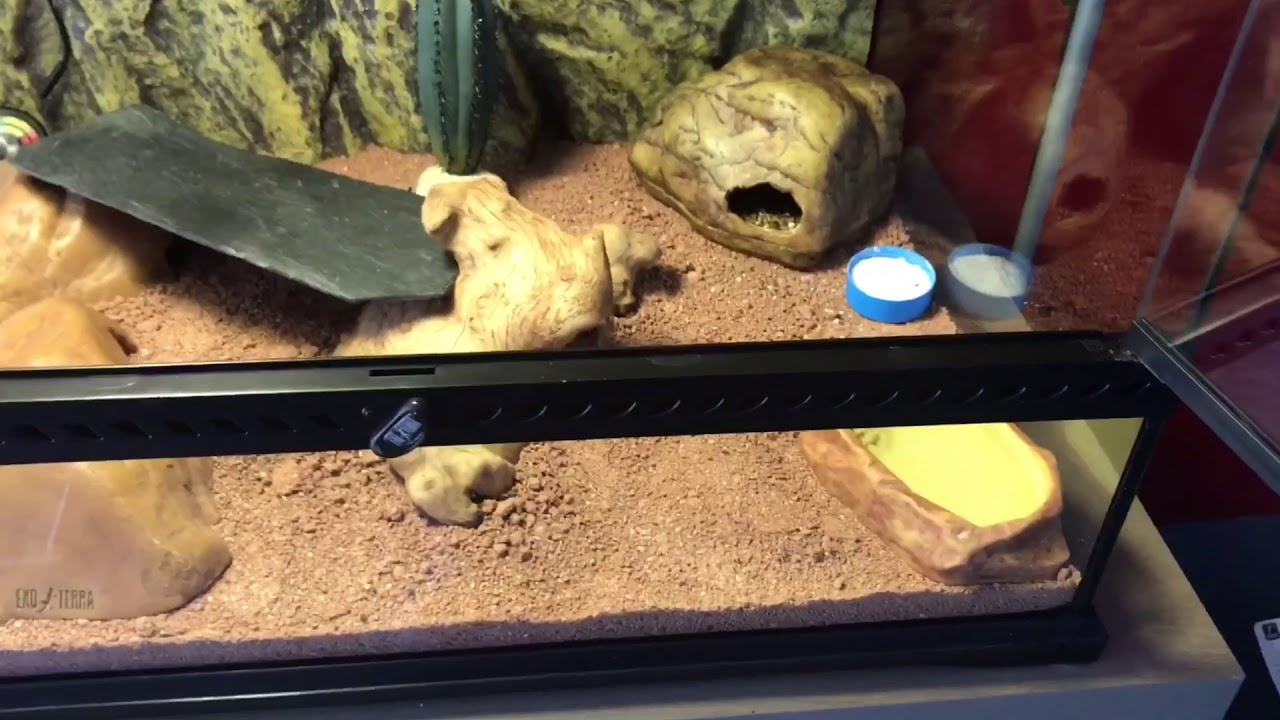 Présentation : le terrarium de mon gecko leopard - YouTube