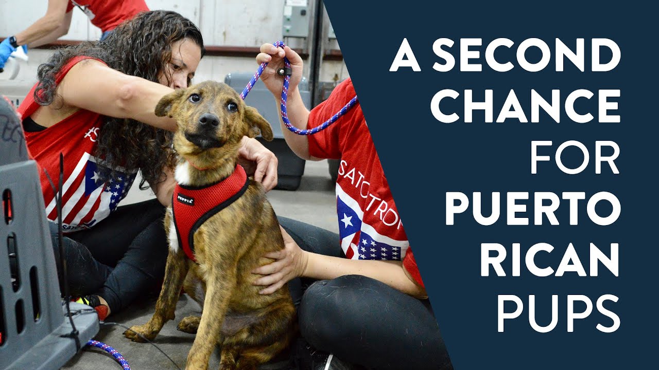 Save Homeless Pups in Puerto Rico with Sato Project! - YouTube