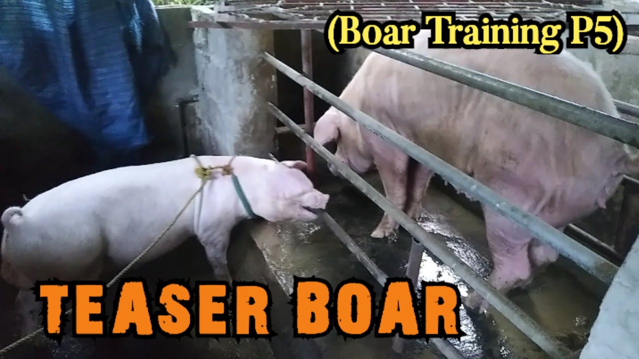 Pagsasanay sa batang barako bilang Teaser Boar. - YouTube