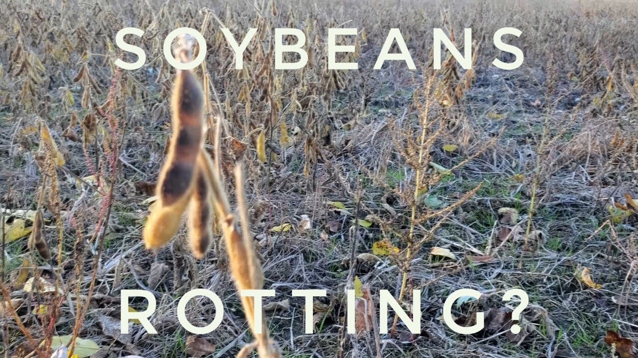 Food Shortage: Rotting Crops? - YouTube