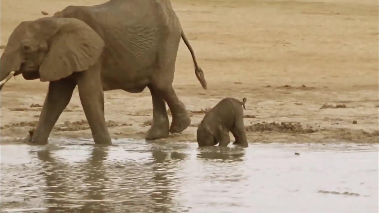 Mother Elephant Save Baby From Lions hunt - YouTube