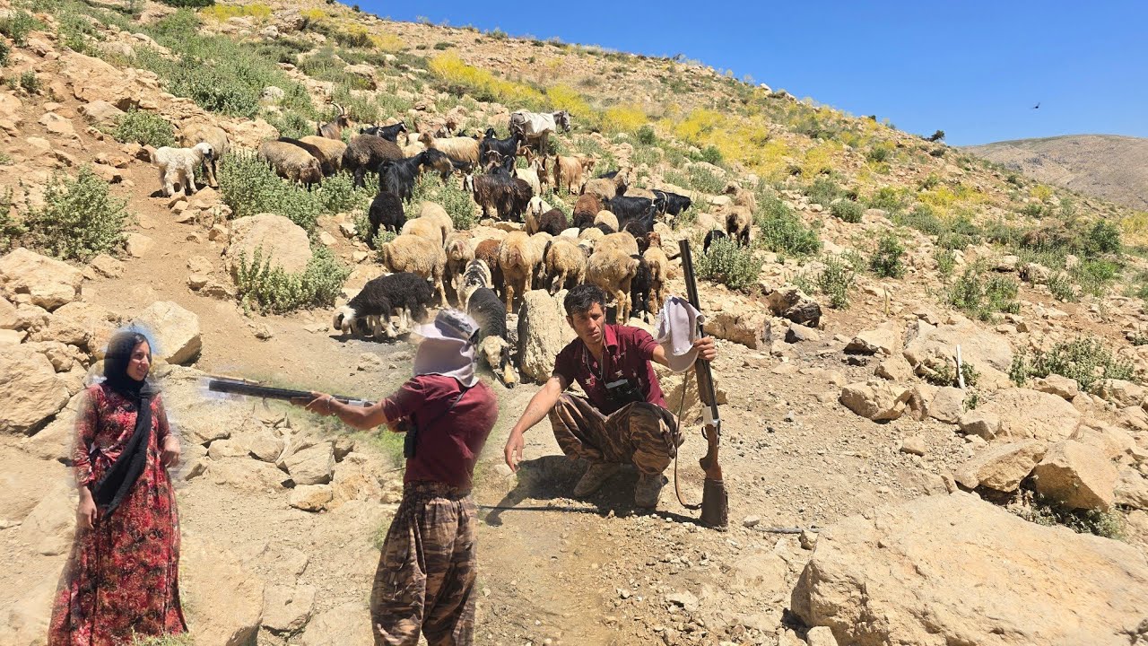 Secrets of Iranian Nomad Life | Grazing Sheep in the Heart of the ...
