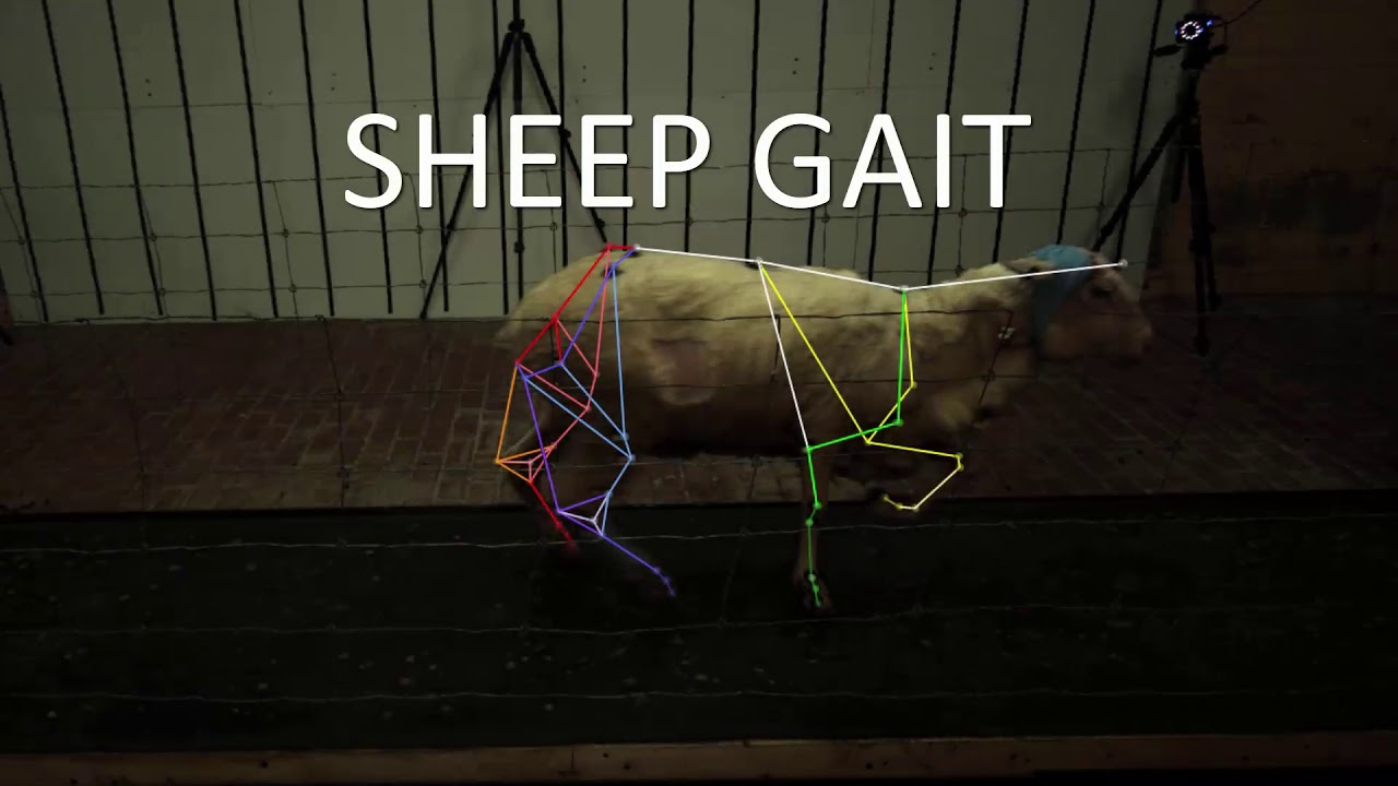 Animal Motion Capture Montage - YouTube