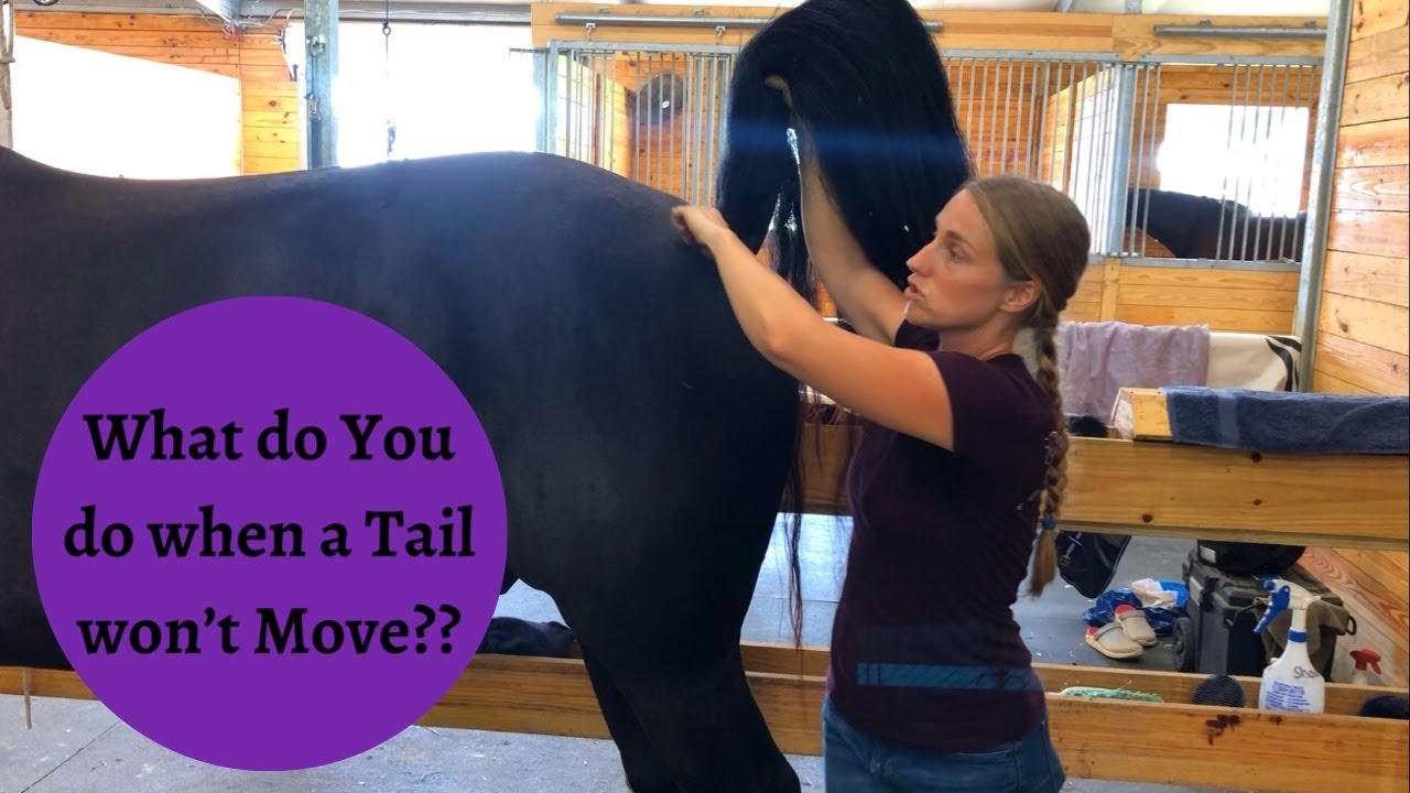 Why is it so Important for the Muscles Around the Tail to be Loose and ...