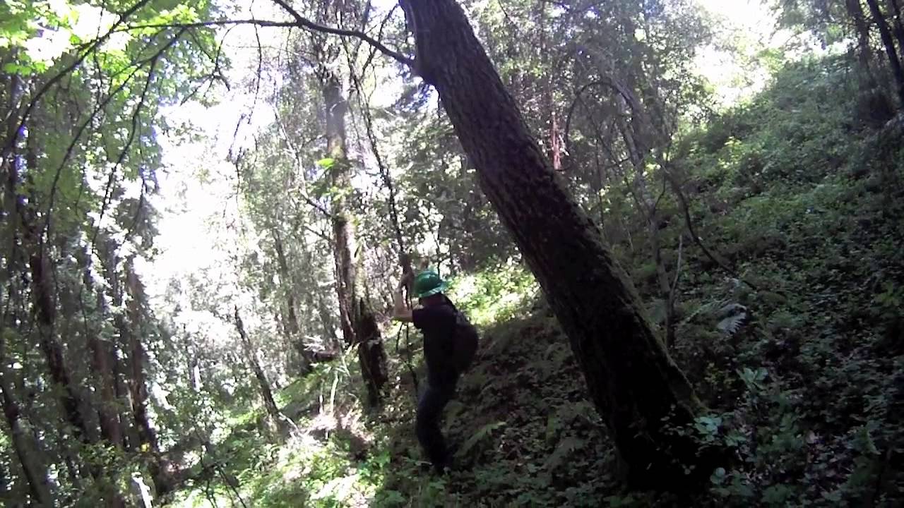 Forest Tree Vine Swinging HD - YouTube