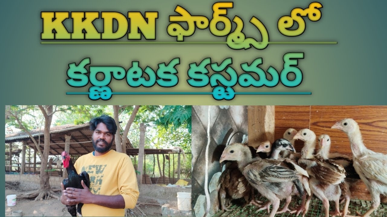 KKDN FARMS #kkdn #chicken #chicks #bhimavarambreed #rooster #trending # ...