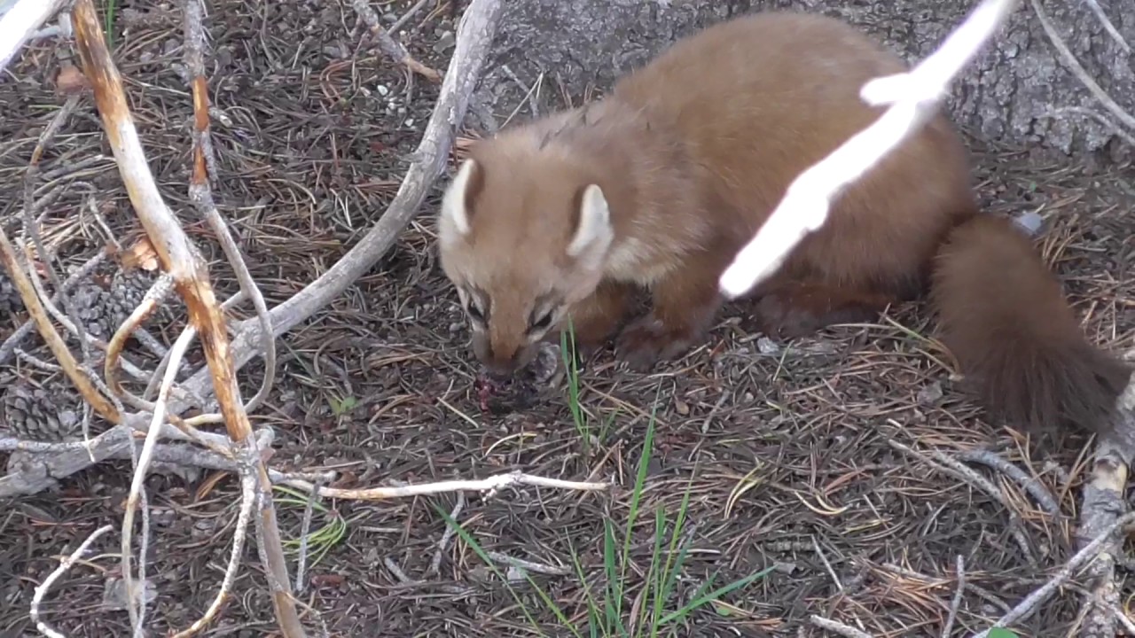 Pine Martin eating squirrel head - YouTube