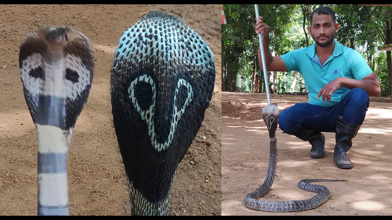 A giant cobra emerging from a tree trunk - Snakes Guardian # ...