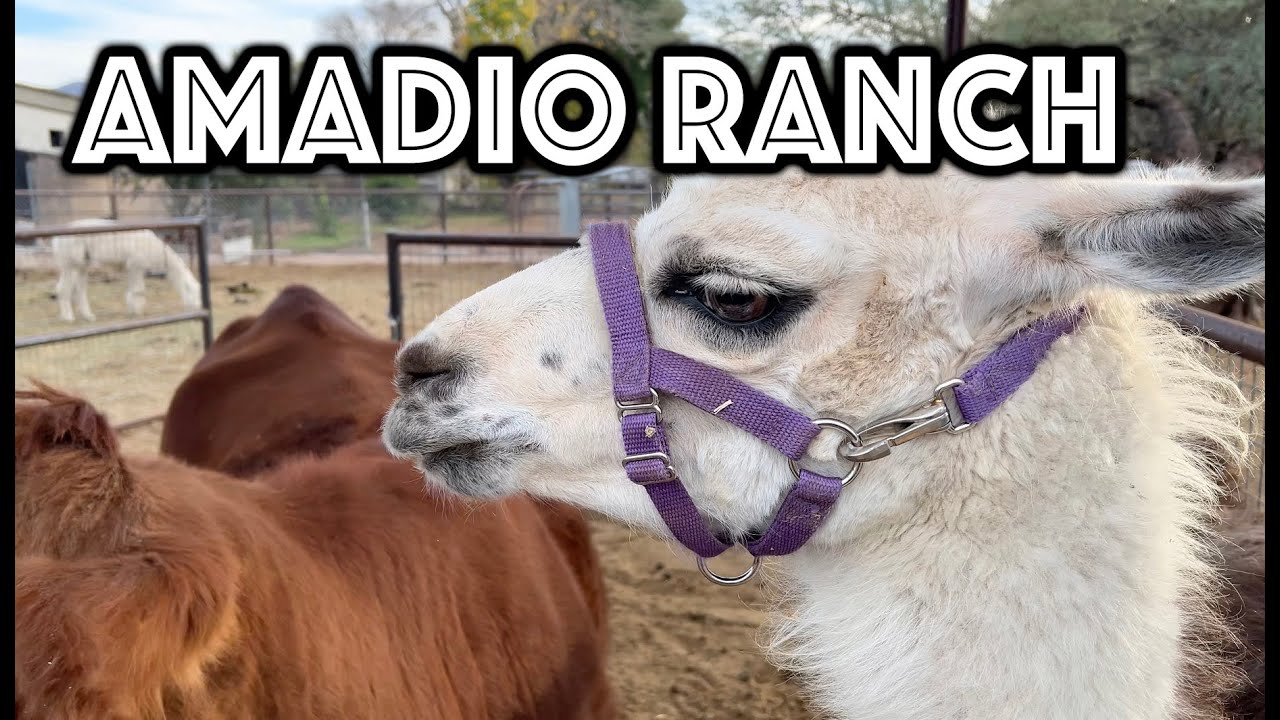 Happy New Year from - Amadio Ranch Farm in Arizona - YouTube