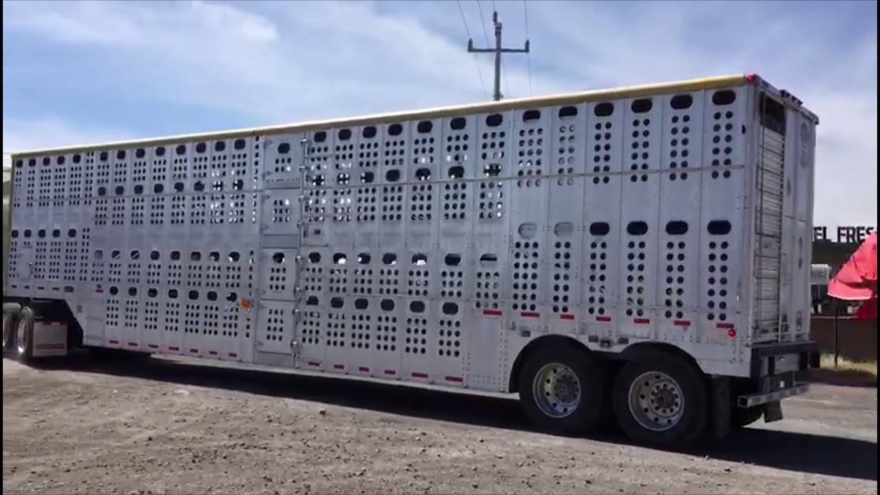 Entrega de Jaula Ganadera Merritt Gold Line 1997 - YouTube