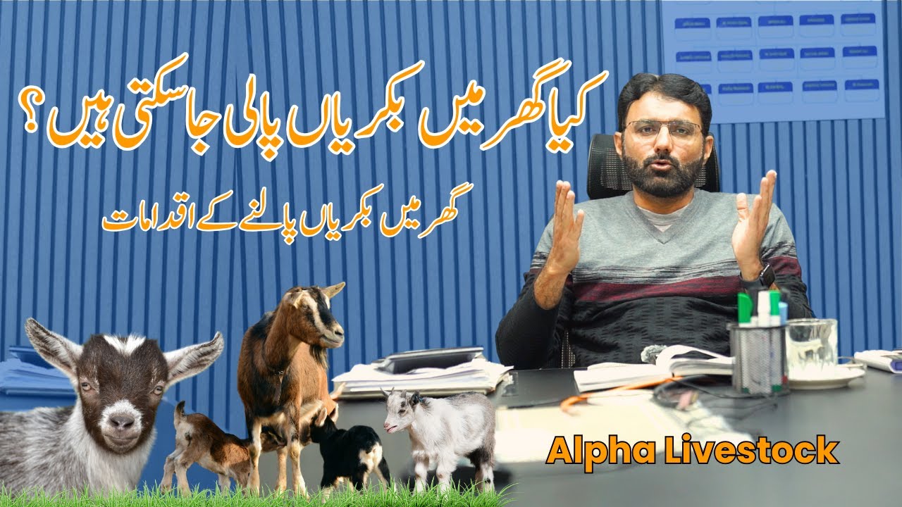 Is goat farming possible at home? | Alpha Livestock - YouTube
