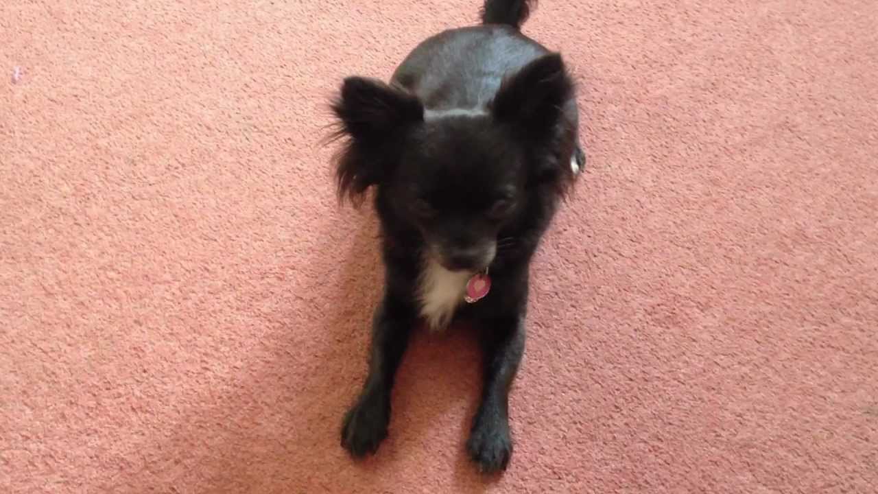 Pixie the chihuahua Chiwawa Very Cute and Funny leg action - YouTube