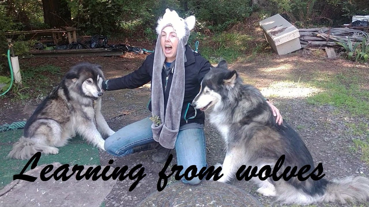 Learning From The Wolves - YouTube