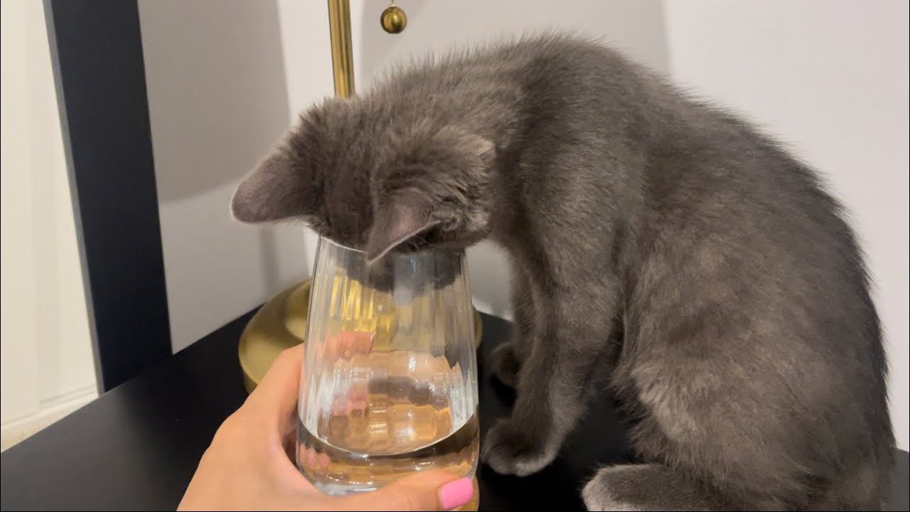JUNEBUG the cat purring inside the glass 😅 - YouTube