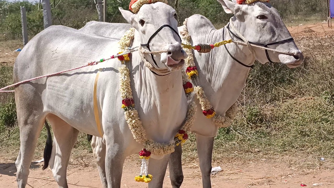 Hallikar cow 🐄 pair taking for a walk in Sapallamma Dhanagala Jhatre ...