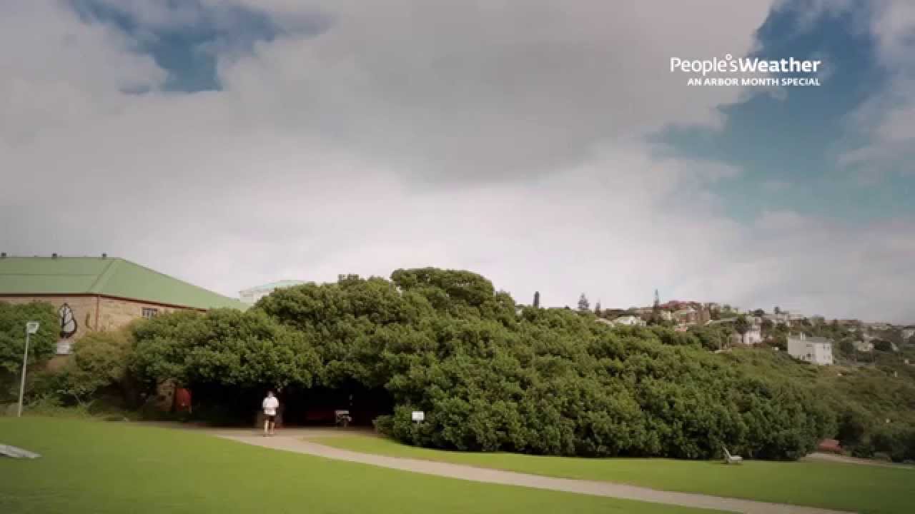 The Post Office Tree - YouTube