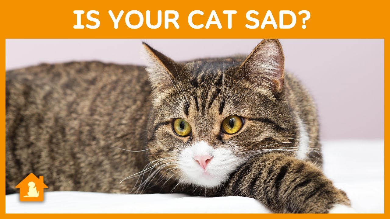 Is Your Cat Sad | Signs and Causes of Cat Depression | Pets Guideline ...