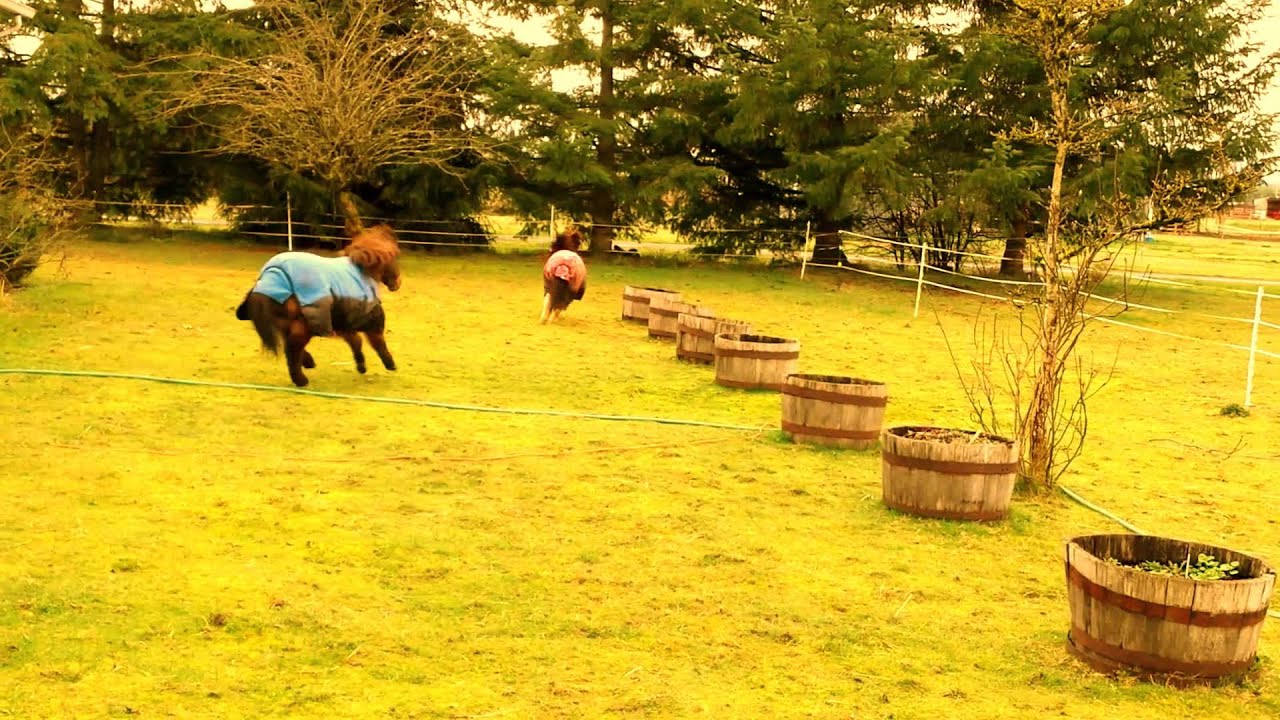 Munchkins playing in back yard 1 - YouTube