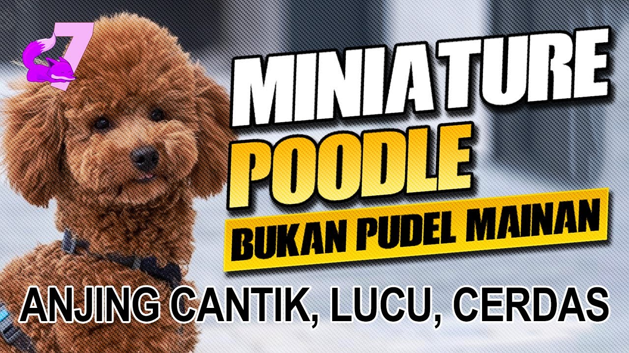 ANJING MINIATURE POODLE, ANJING MINI YANG IMUT - YouTube