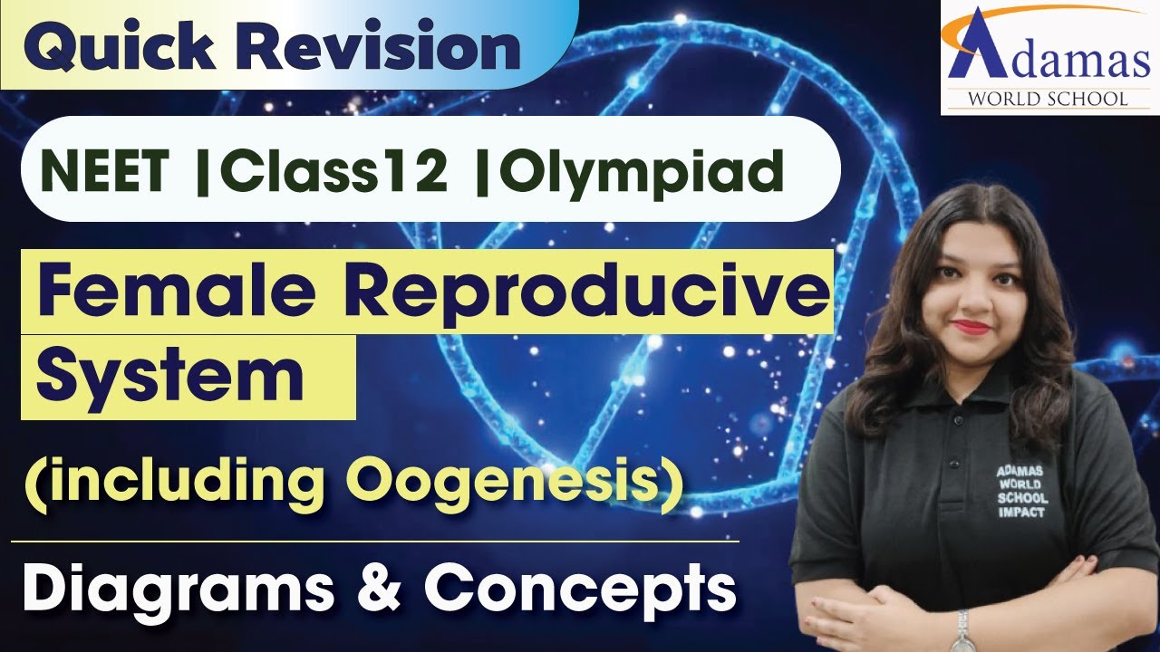 Female Reproductive System & Oogenesis Explained | Diagrams & Concepts ...