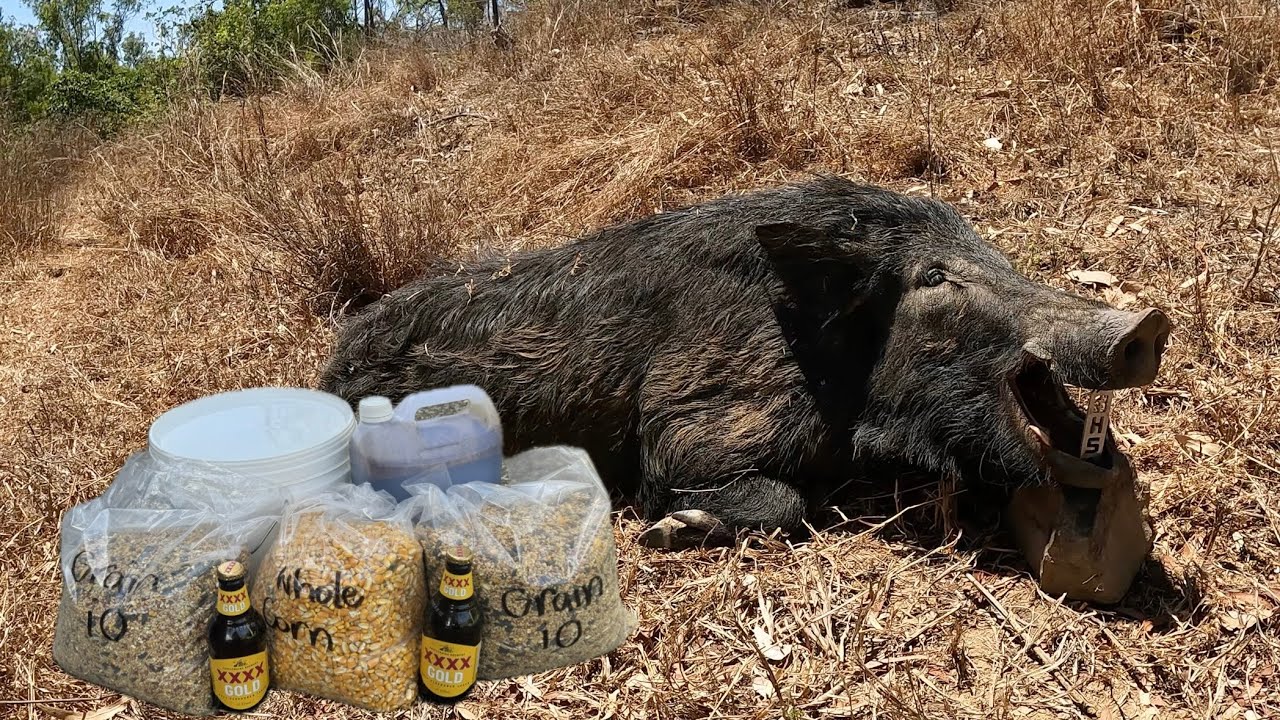 Creating feeding patterns to catch wild Australian Boars 🐗🐕🇦🇺 - YouTube