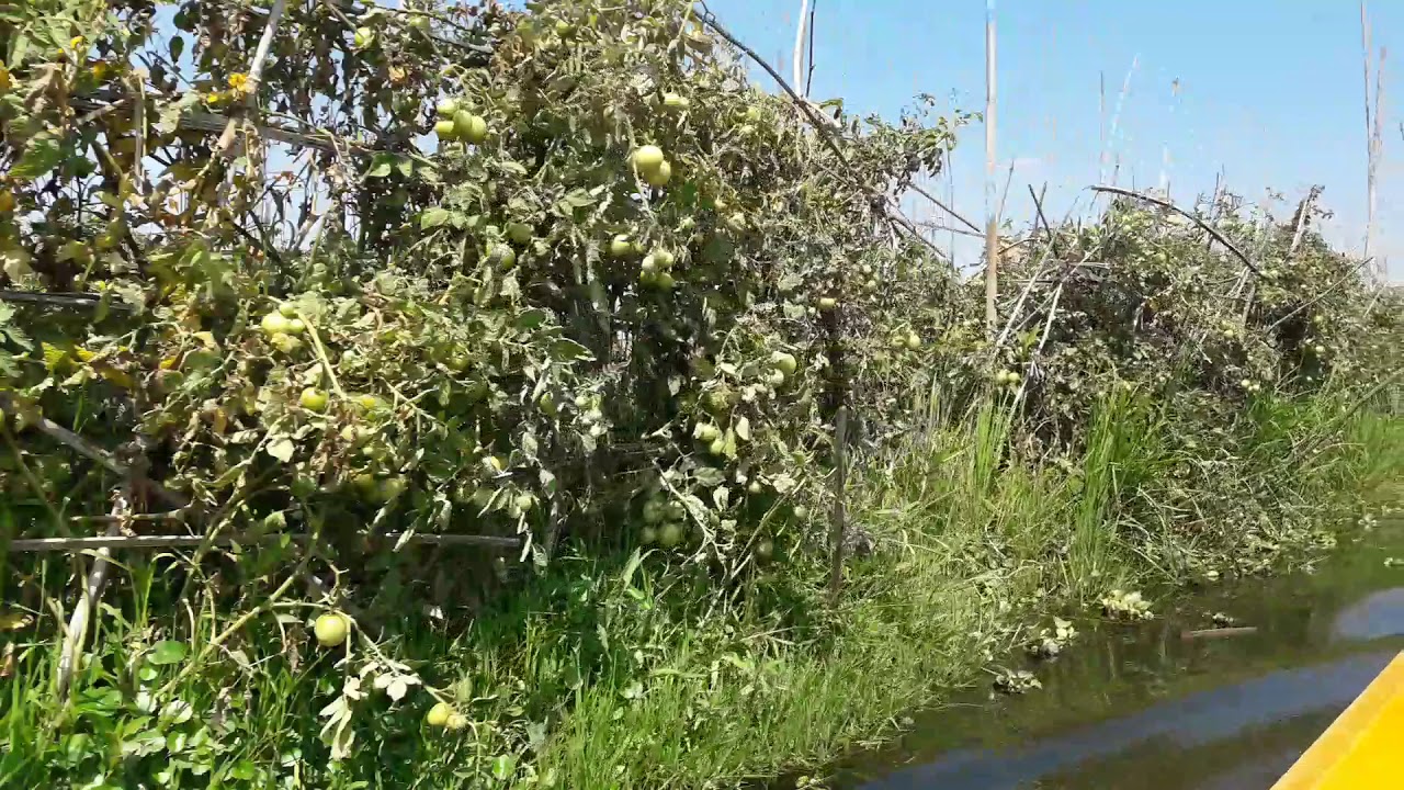 Floating garden in inle lake. - YouTube